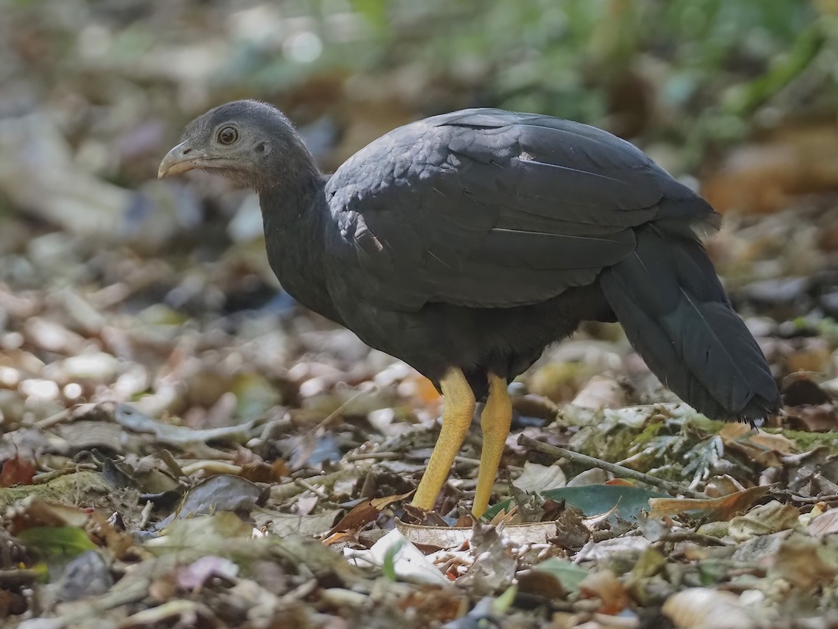 Yellow-legged Brushturkey - Talegalla fuscirostris - Birds of the World