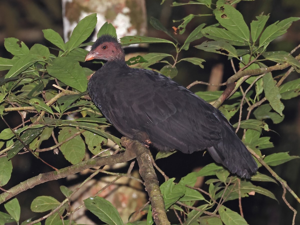 Red-legged Brushturkey - Talegalla jobiensis - Birds of the World
