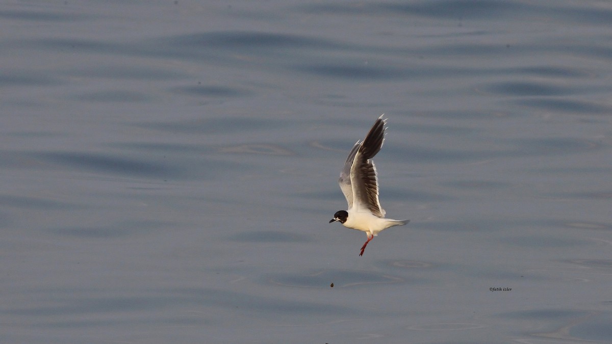 eBird Checklist - 31 Jul 2011 - Lovelet sahil - 7 species