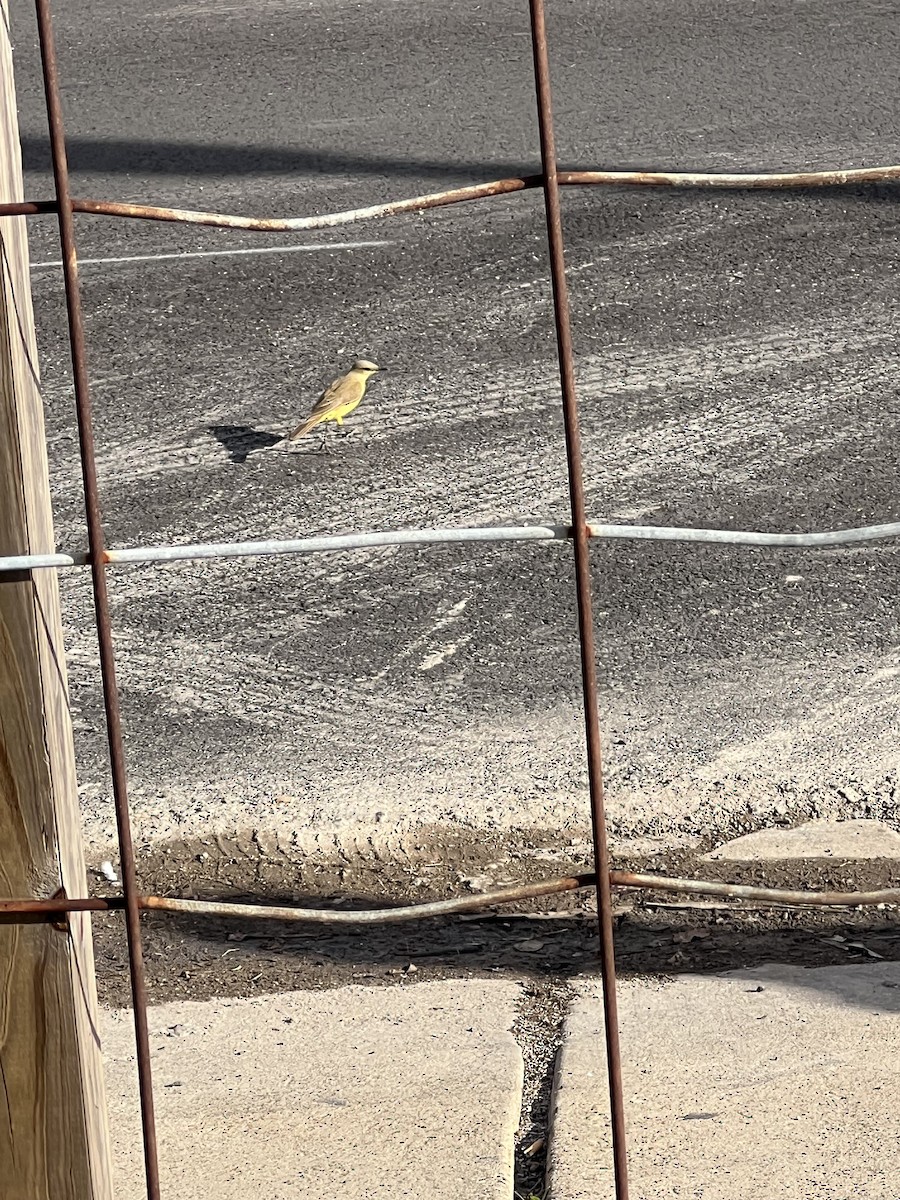 eBird Checklist - 12 Jan 2024 - North Chaparral at Schatzell area ...