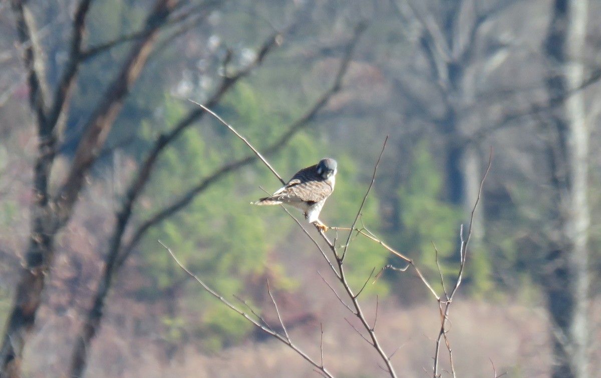 eBird Checklist - 12 Jan 2024 - Manassas National Battlefield Park ...