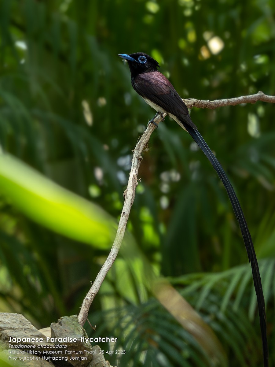 eBird Checklist - 25 Apr 2023 - National Science Museum & vicinity - 1 ...