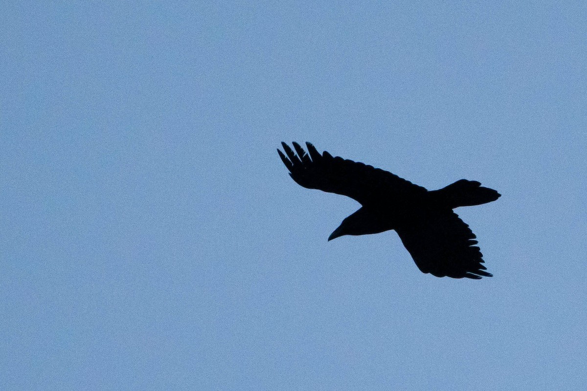 eBird Checklist - 2 Jan 2024 - Sax-Zim Bog--CR 52 (Arkola Rd), 0.5 mi E ...