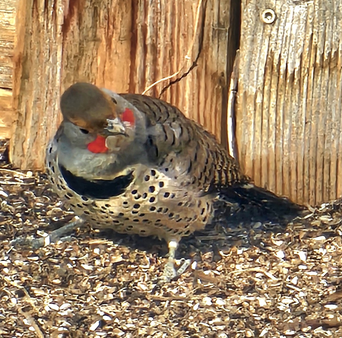 eBird Checklist - 12 Jan 2024 - 1529 South Telluride Street, Aurora ...