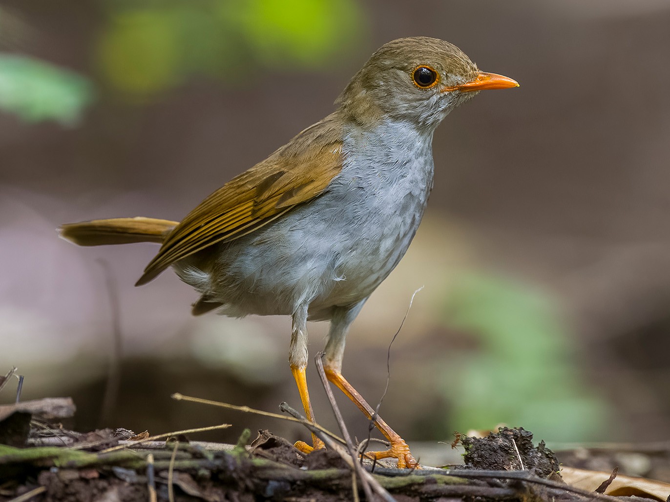 Orange-billed Nightingale-Thrush - eBird