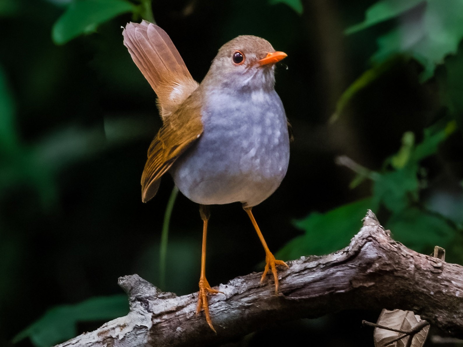 Orange-billed Nightingale-Thrush - eBird