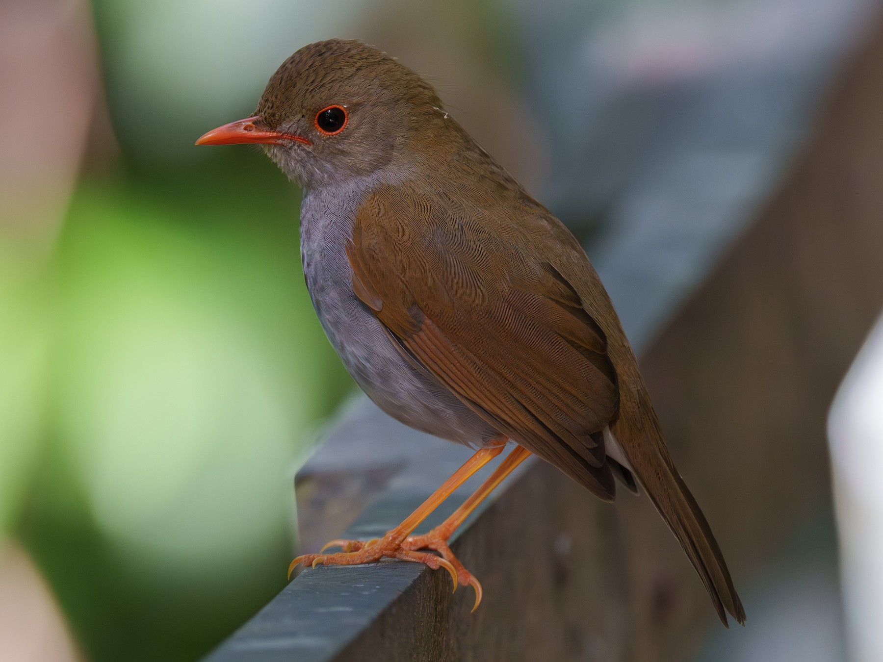 Orange-billed Nightingale-Thrush - eBird
