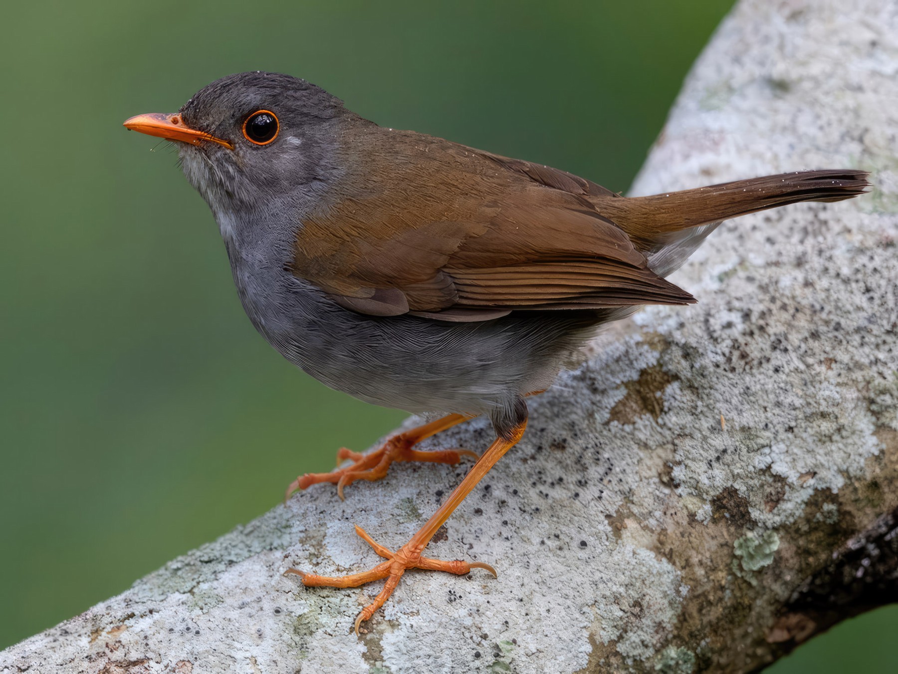 Orange-billed Nightingale-Thrush - eBird