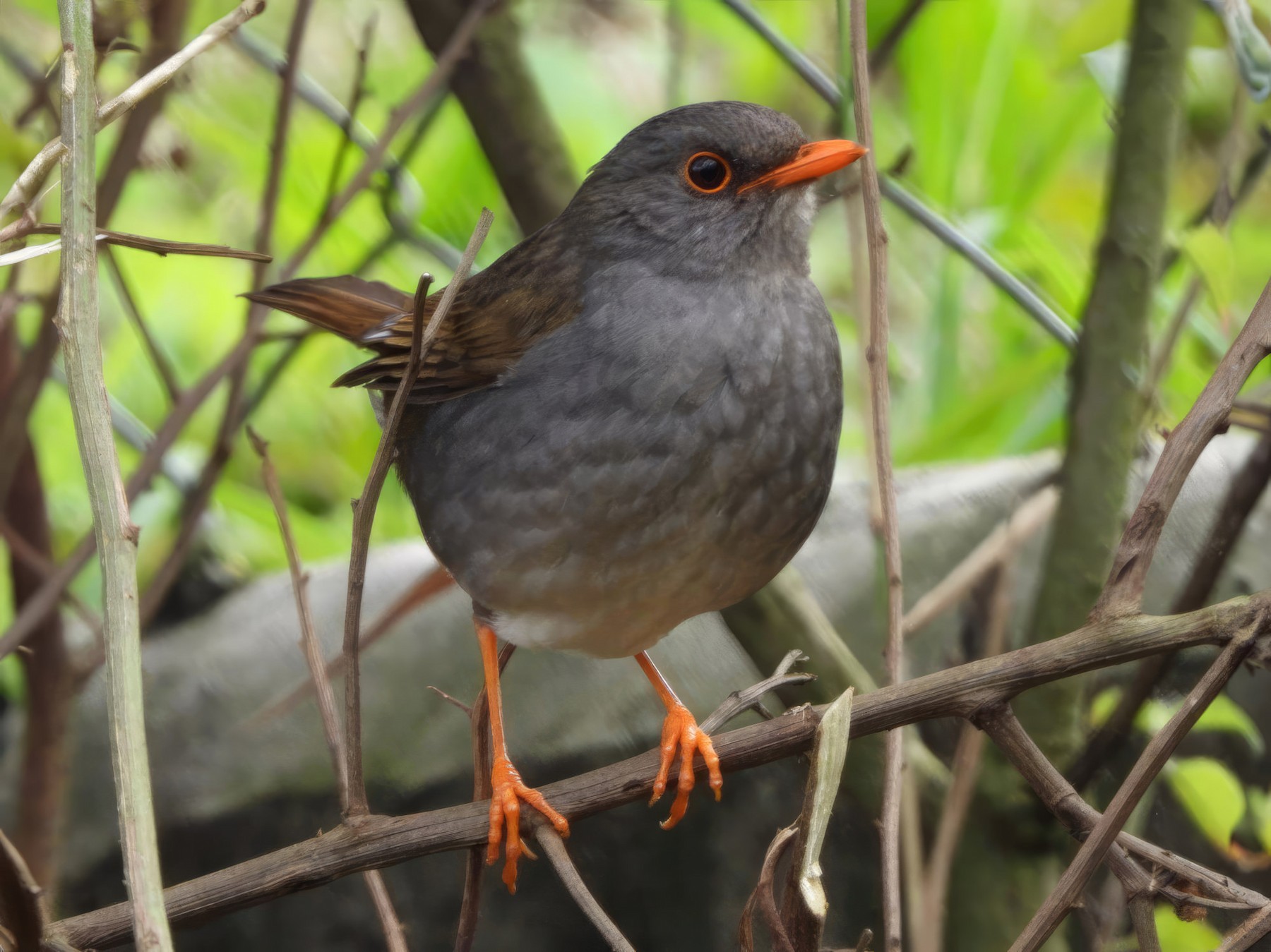 Orange-billed Nightingale-Thrush - eBird