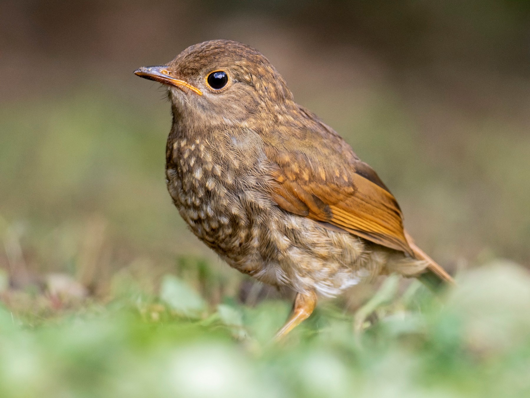 Orange-billed Nightingale-Thrush - eBird