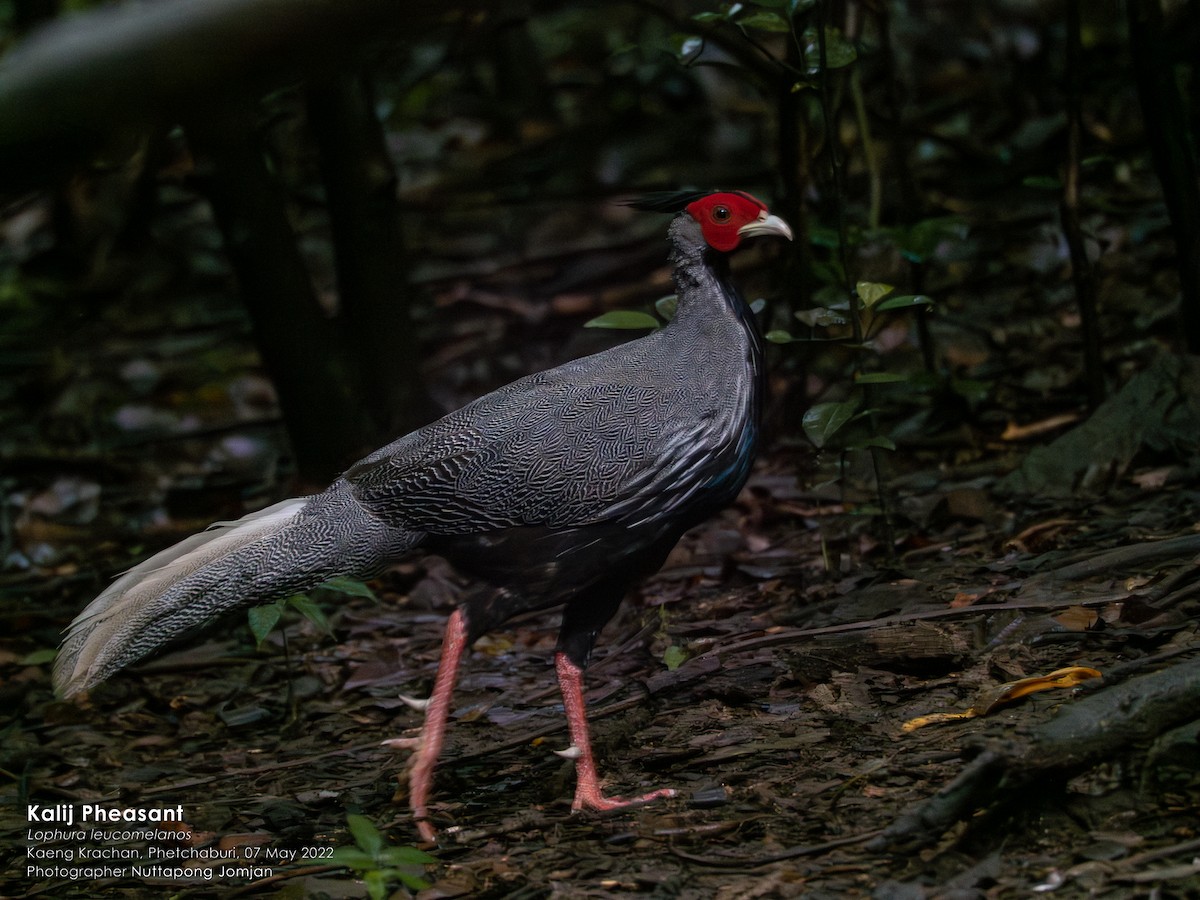 eBird Checklist - 7 May 2022 - Kaeng Krachan NP--Khao Mareo - 8 species