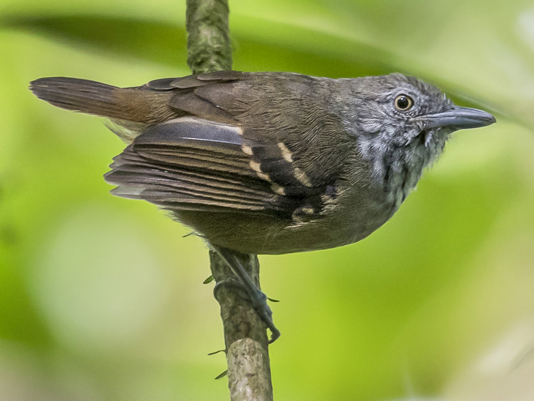 Checker-throated Stipplethroat - eBird