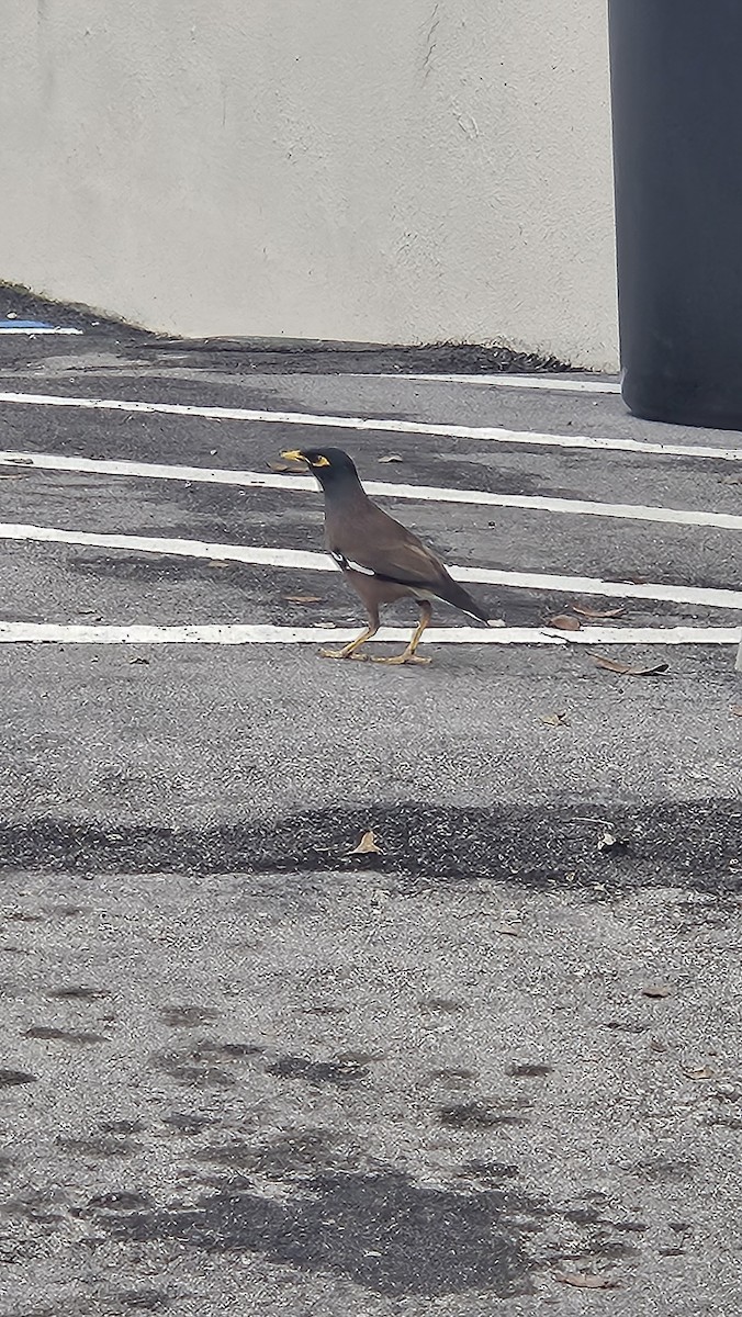 eBird Checklist - 12 Jan 2024 - 3200 Northwest 37th Street, Miami ...