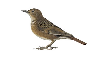 Bonin Thrush - Zoothera terrestris - Birds of the World