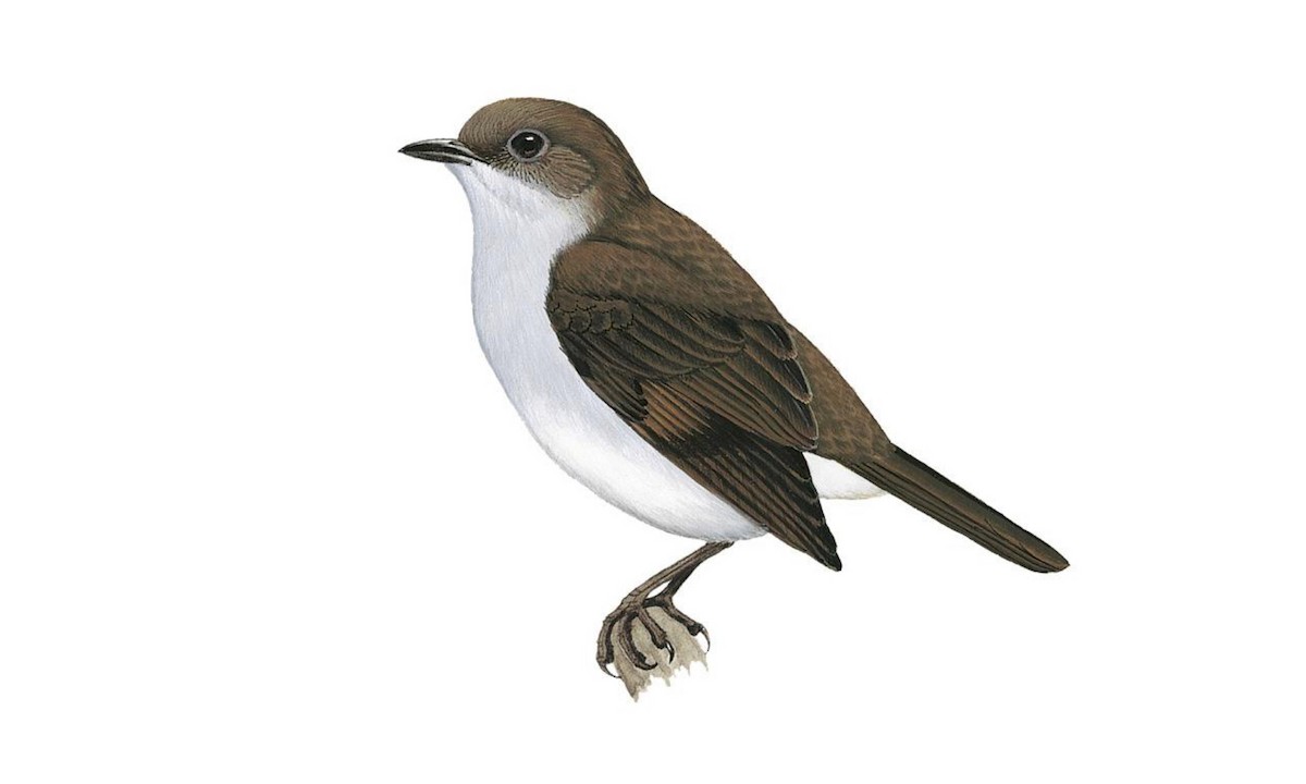 Amaui - Myadestes woahensis - Birds of the World