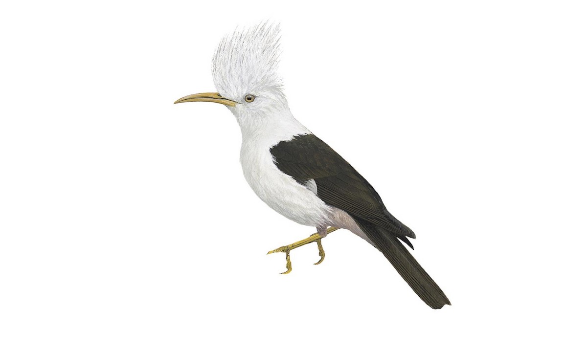 Reunion Starling - Fregilupus varius - Birds of the World