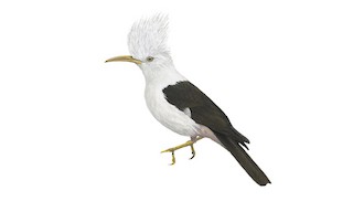 Reunion Starling - Fregilupus varius - Birds of the World