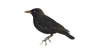 Mysterious Starling - Aplonis mavornata - Birds of the World