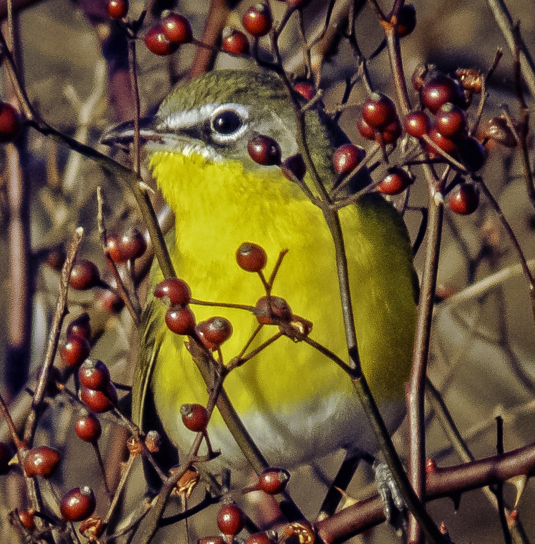 Mass Audubon eBird Checklist - 12 Jan 2024 - Thumb Cove - 21 species