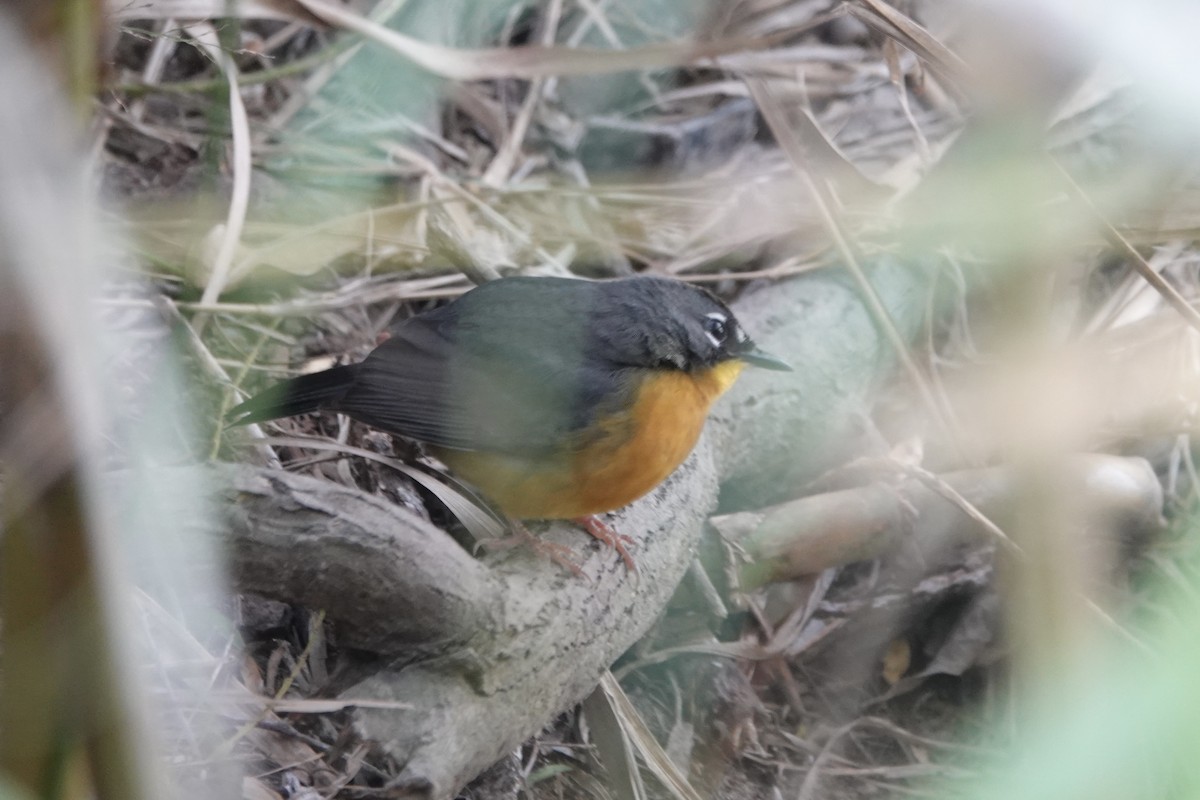 eBird Checklist - 12 Jan 2024 - Univ. of Texas, RGV (Brownsville ...