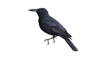 Kosrae Starling - Aplonis corvina - Birds of the World