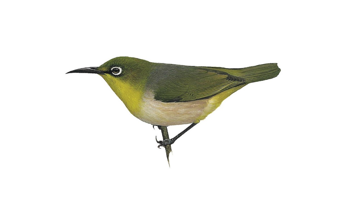 Robust White-eye - Zosterops strenuus - Birds of the World