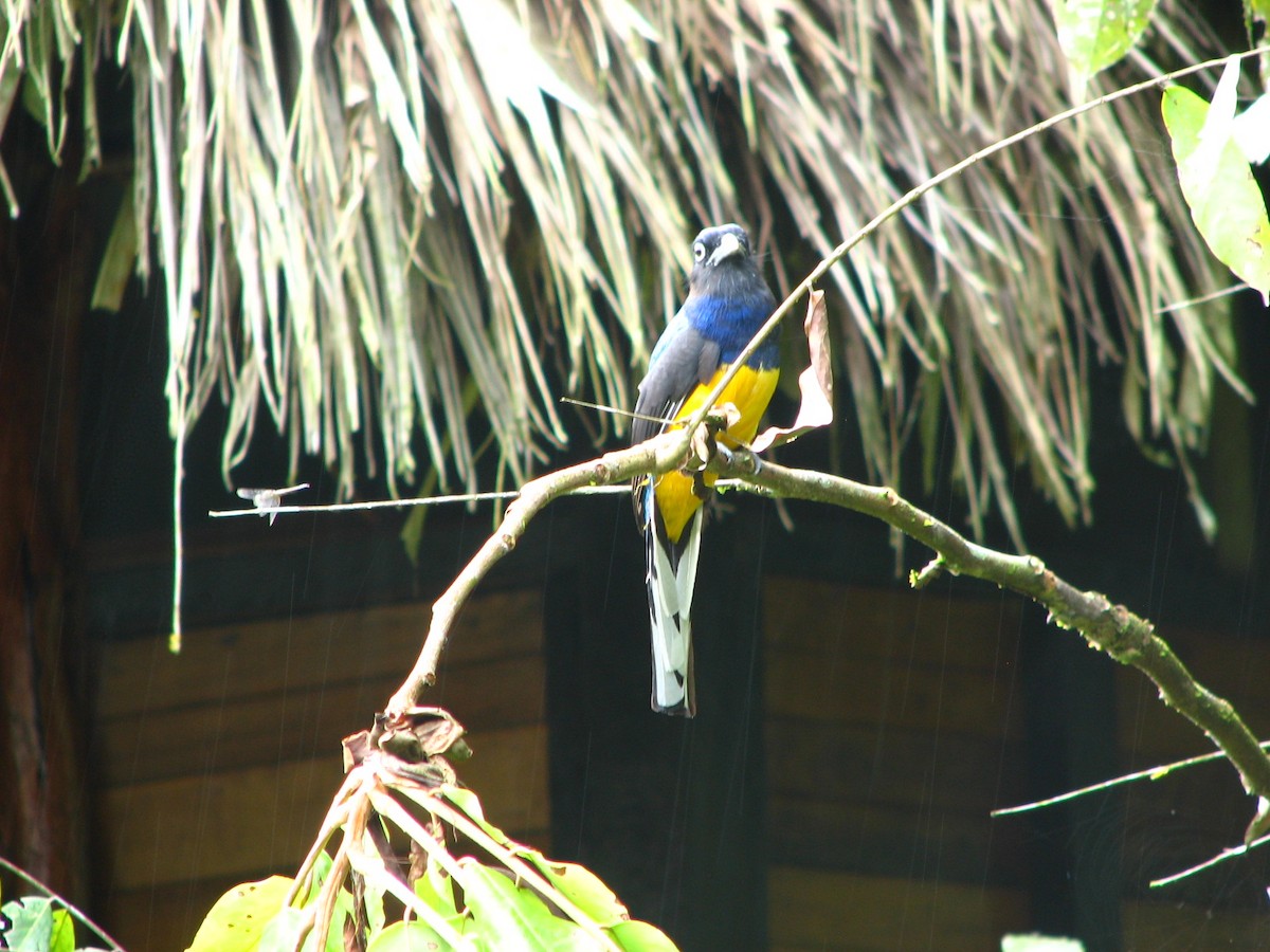 eBird Canada Checklist - 5 Aug 2008 - Sacha Lodge - 65 species