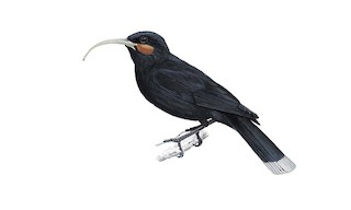 Huia - Heteralocha acutirostris - Birds of the World