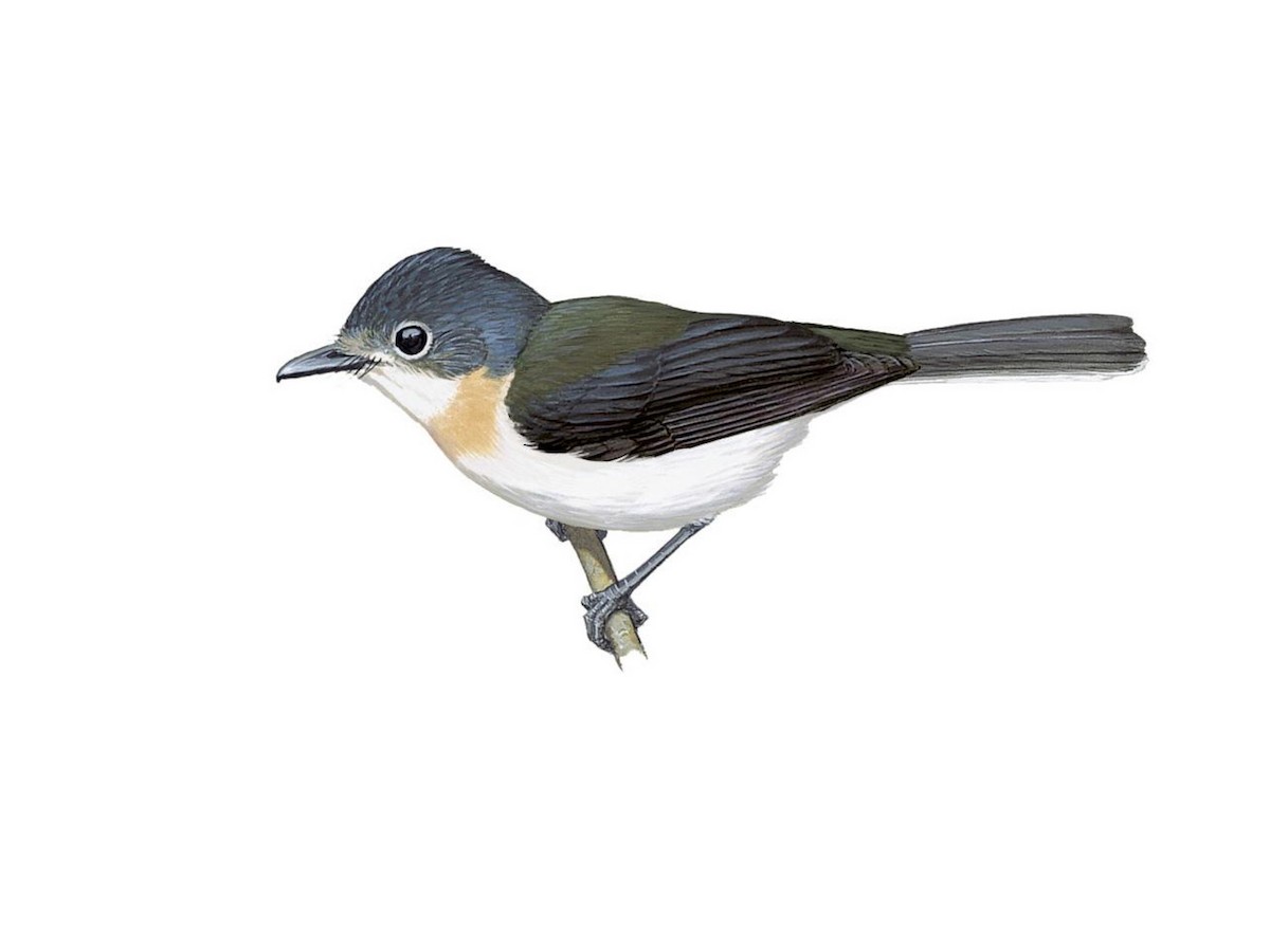 Guam Flycatcher - Myiagra freycineti - Birds of the World