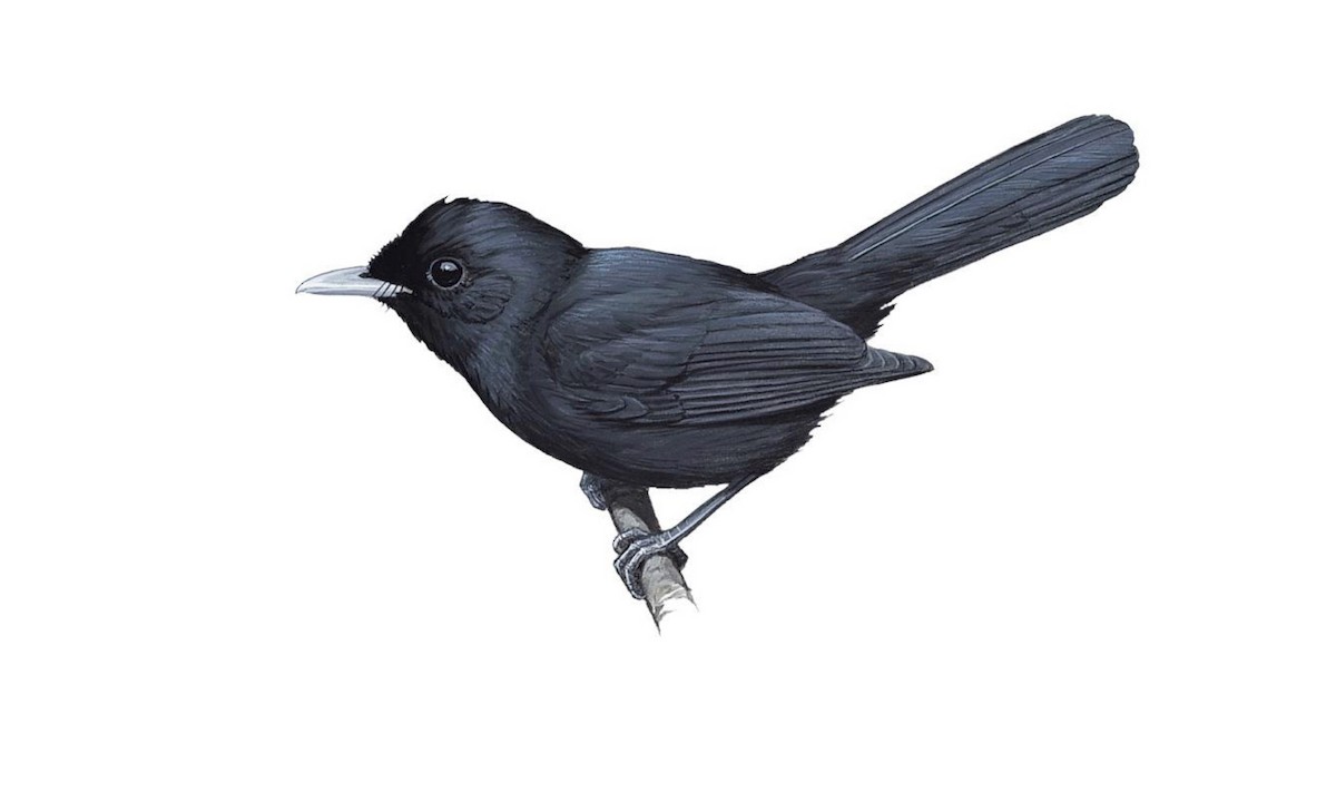 Nuku Hiva Monarch - Pomarea nukuhivae - Birds of the World