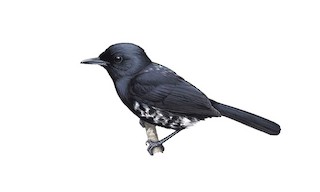 Eiao Monarch - Pomarea fluxa - Birds of the World