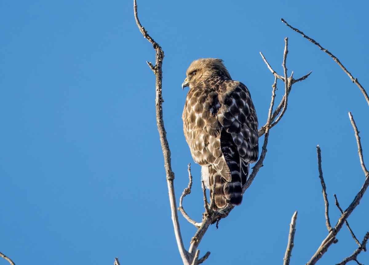 eBird Checklist - 12 Jan 2024 - Big Morongo Canyon Preserve - 39 species