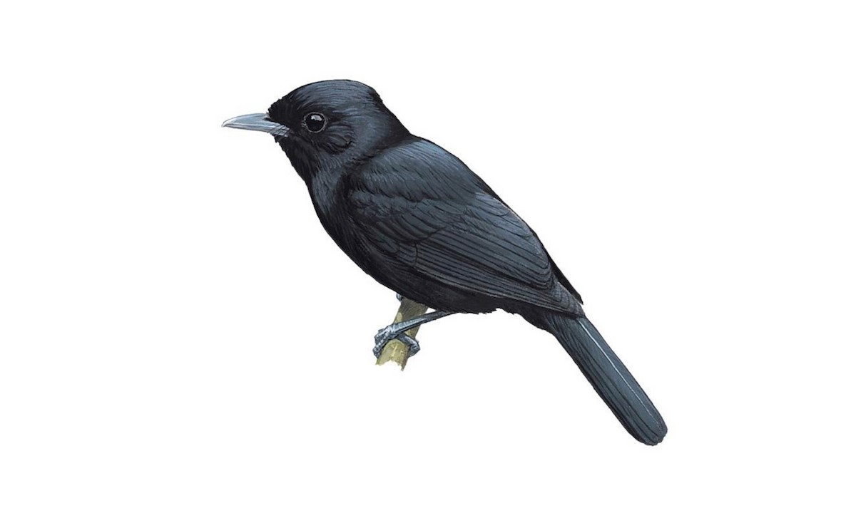 Maupiti Monarch - Pomarea maupitiensis - Birds of the World