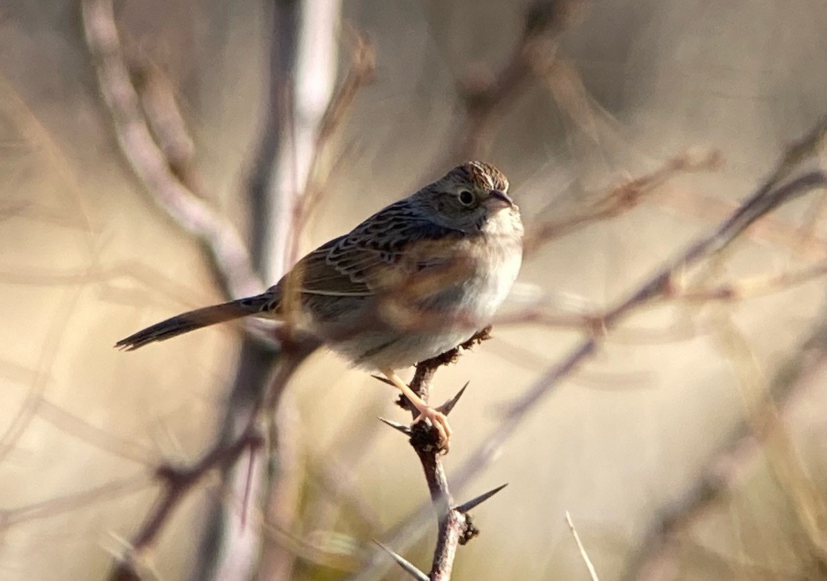 eBird Checklist - 12 Jan 2024 - 7201–7399 Cortez Dr, Las Cruces US-NM ...