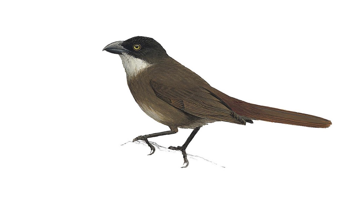 North Island Piopio - Turnagra tanagra - Birds of the World