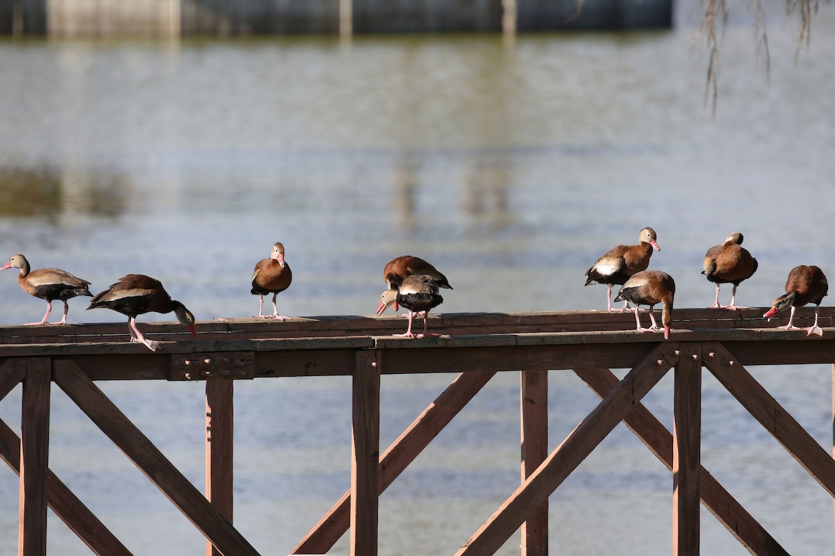 eBird Checklist - 6 Jan 2024 - Univ. of Texas, RGV (Brownsville ...