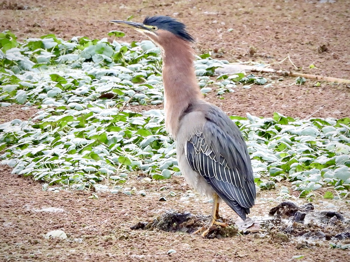 eBird Checklist - 12 Jan 2024 - Ferrari Ranch Ponds - 35 species