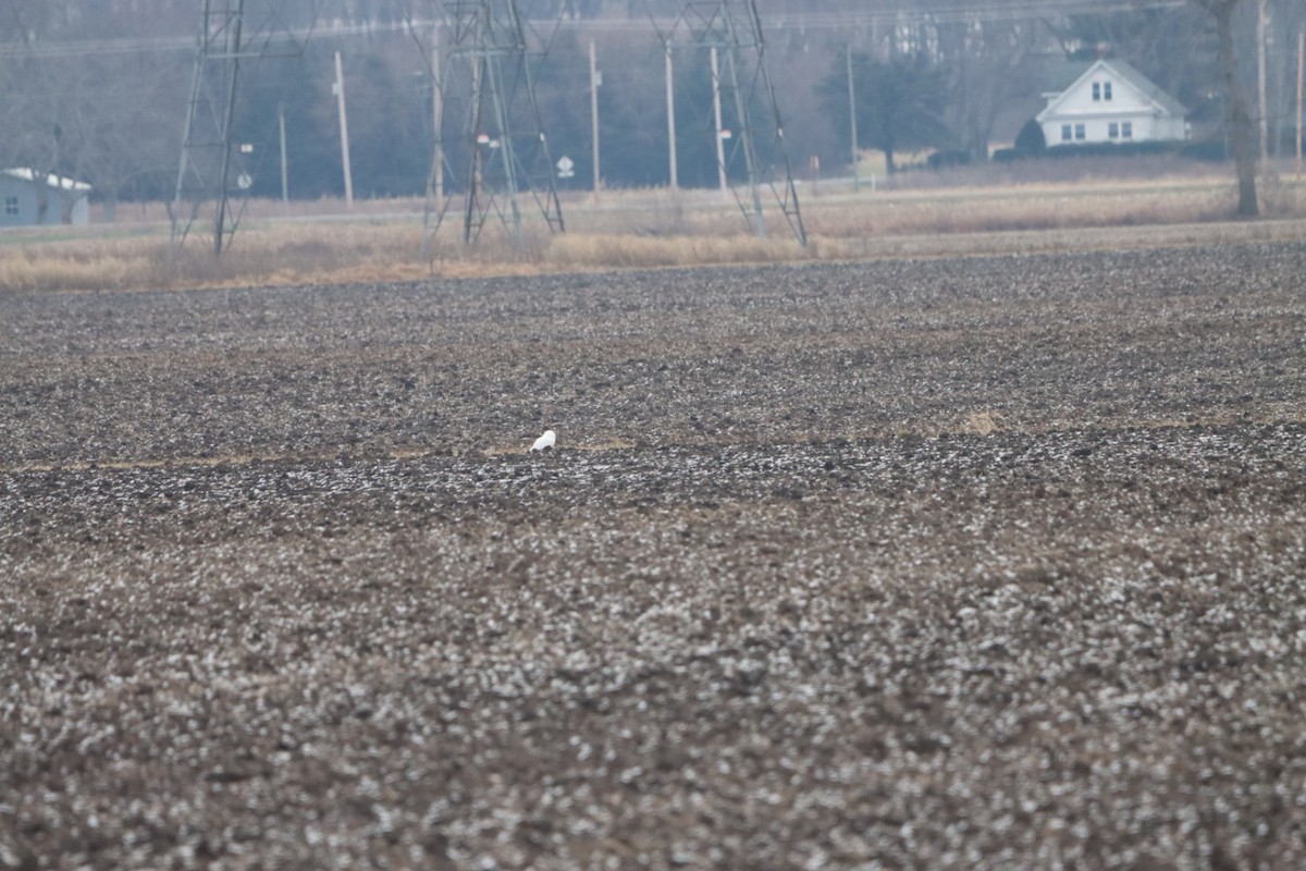 eBird Checklist - 11 Jan 2024 - W Linco Rd, Baroda US-MI (41.9857,-86. ...