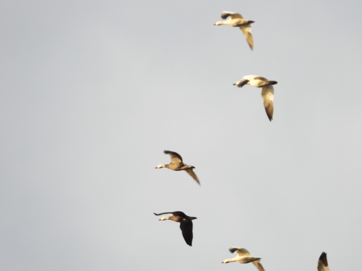 eBird Checklist - 12 Jan 2024 - Pocosin Lakes NWR--Pungo Unit (Entrance ...