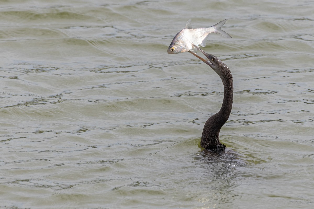 eBird Checklist - 12 Jan 2024 - Univ. of Texas, RGV (Brownsville ...