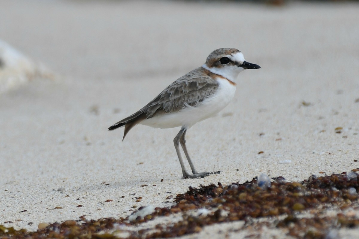 eBird Checklist - 7 Jan 2024 - ABCD beach, Calicoan Island. - 11 species