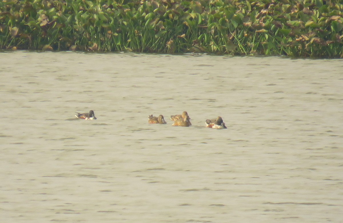 eBird India Checklist - 13 Jan 2024 - Doddanekundi Kere - 67 species