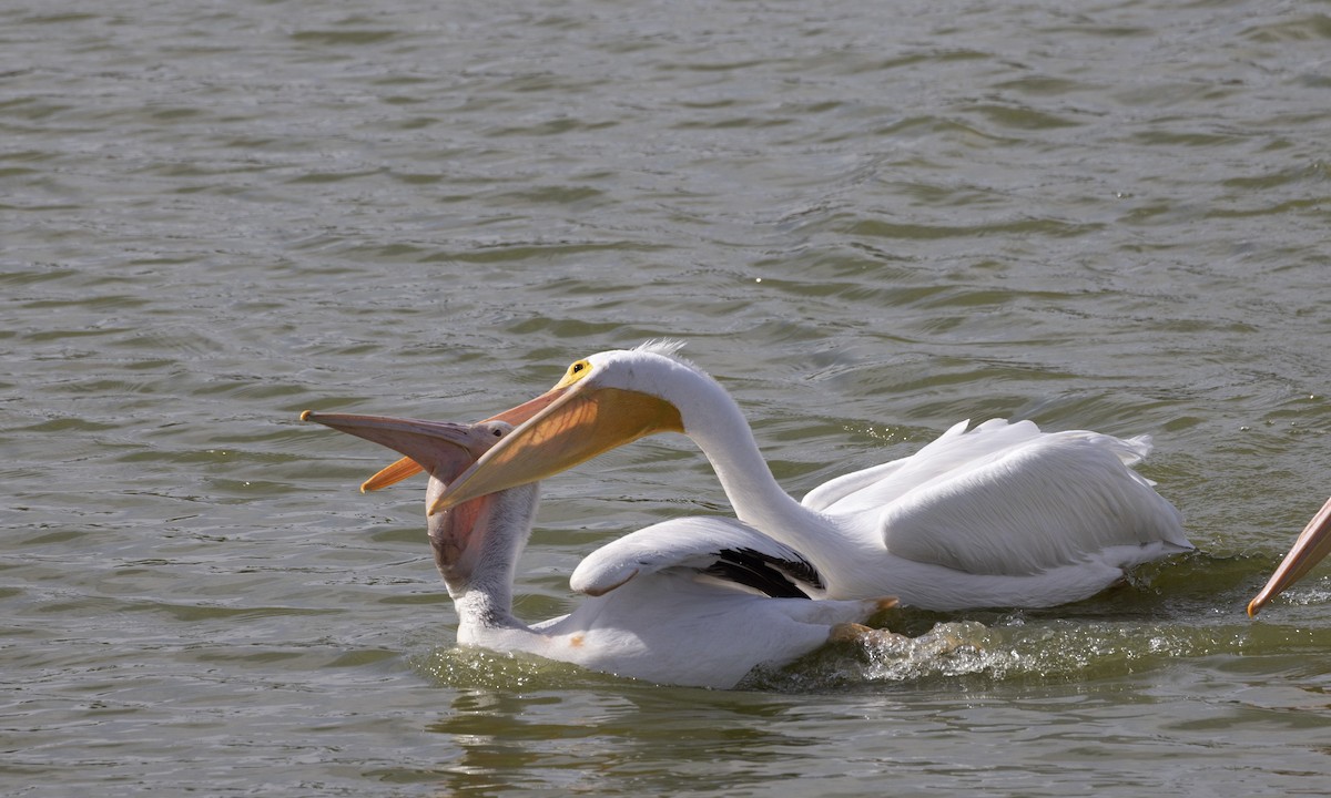 eBird Checklist - 12 Jan 2024 - Univ. of Texas, RGV (Brownsville ...