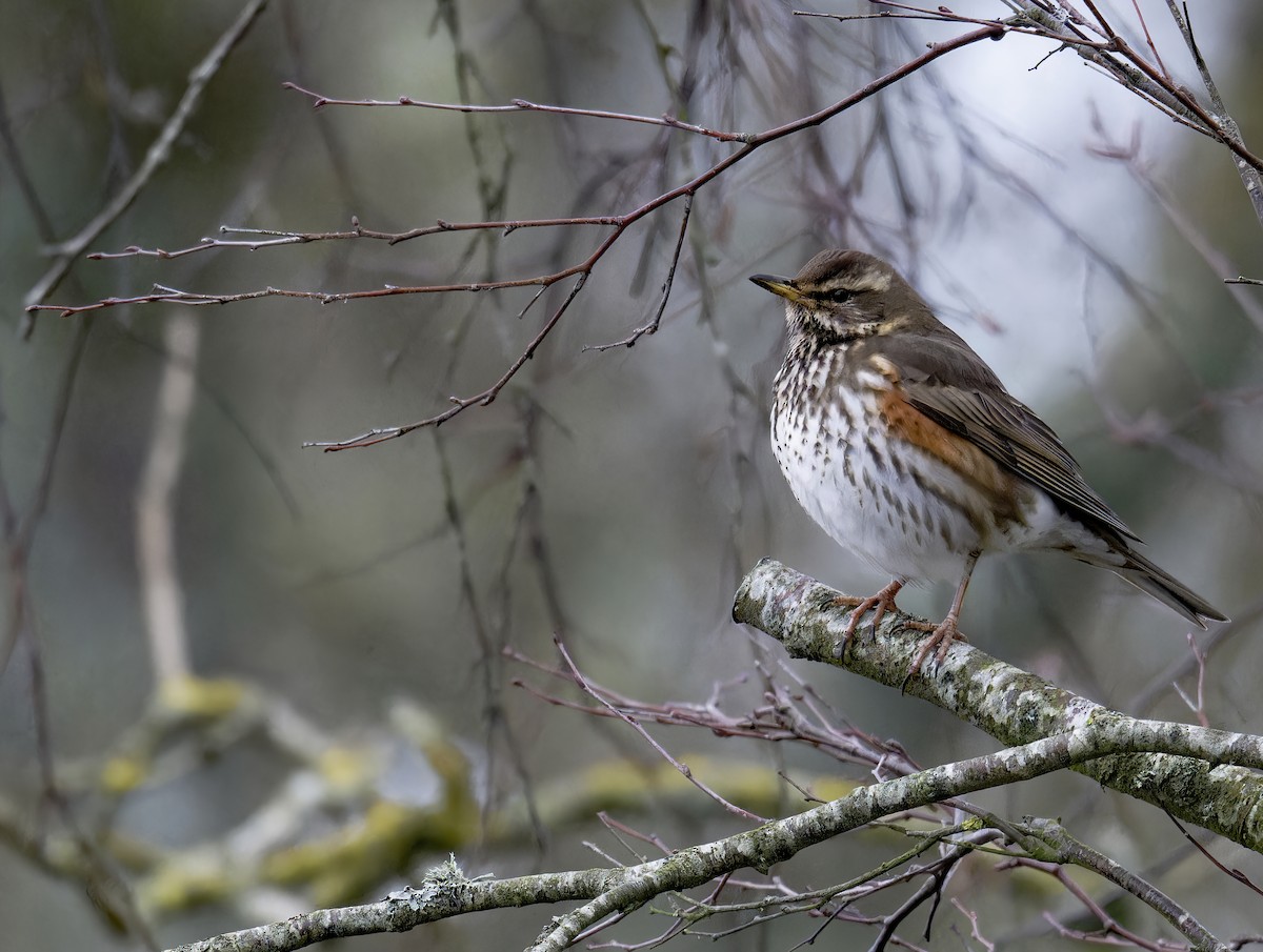 eBird Checklist - 13 Jan 2024 - Brading Marshes RSPB Reserve - 26 species