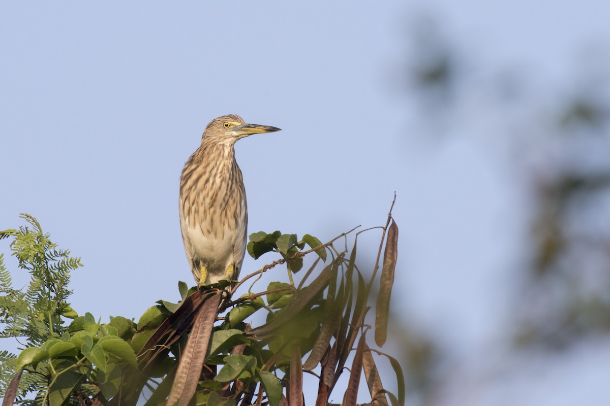 eBird India Checklist - 13 Jan 2024 - Bena, Near Suruchi Beach - 17 ...