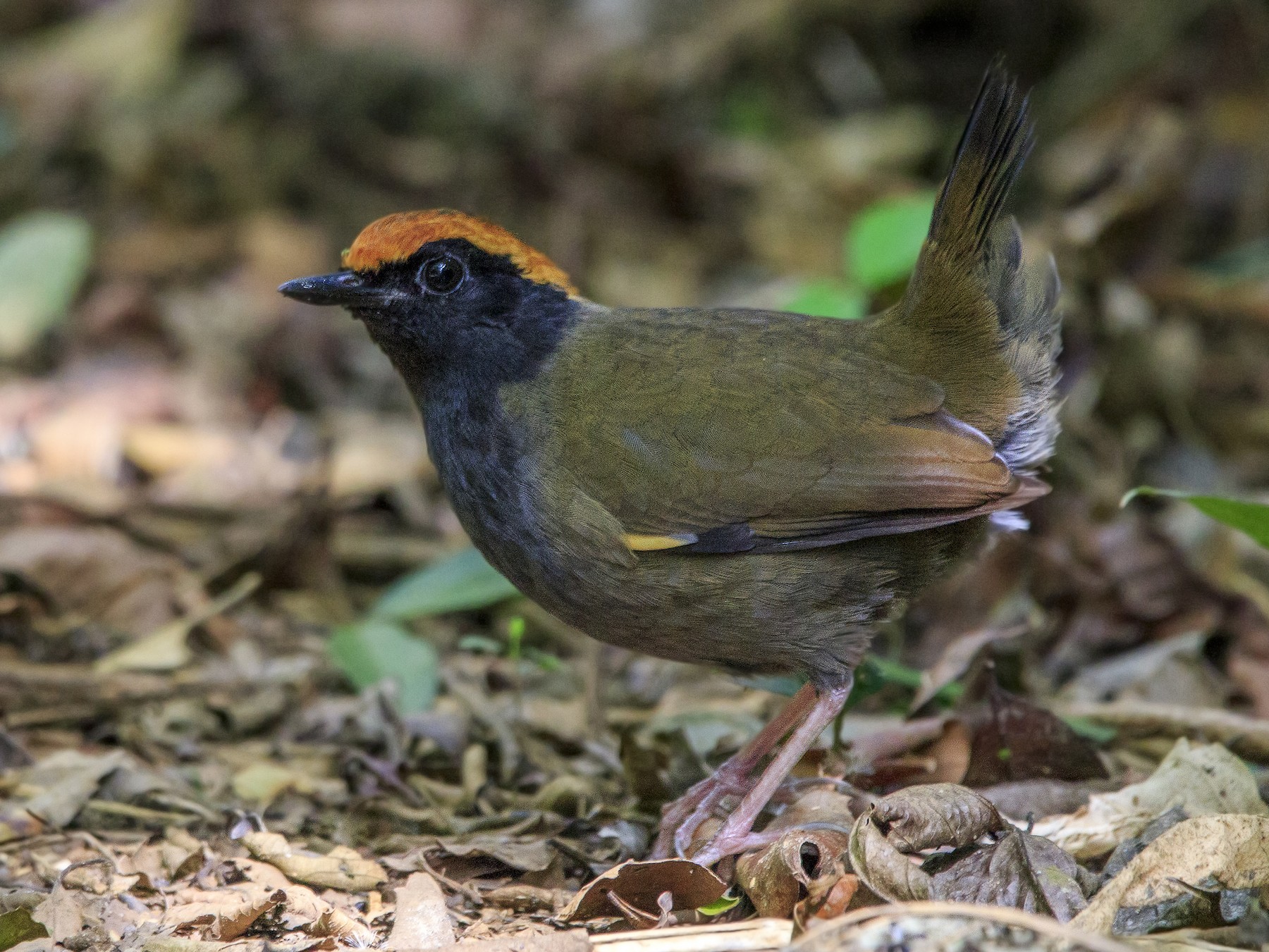 Rufous-capped Antthrush - eBird