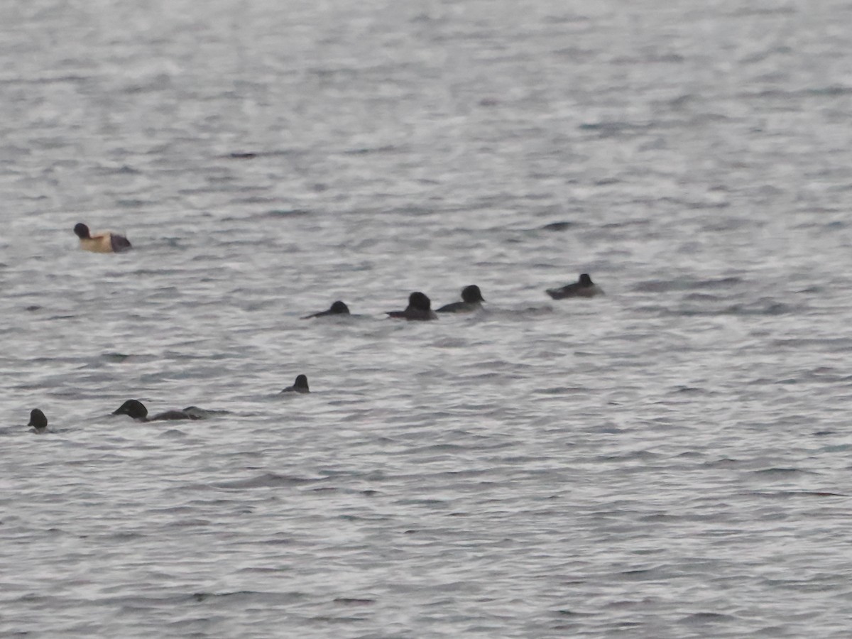 Mass Audubon eBird Checklist - 13 Jan 2024 - Laurel Lake, Lee - 4 species