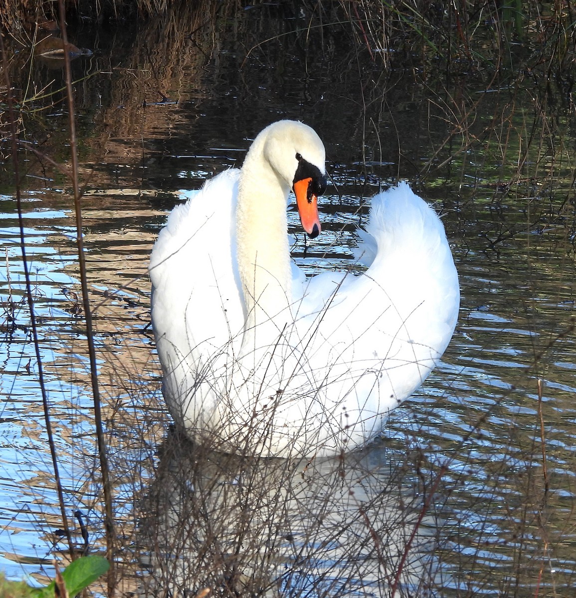 eBird Checklist - 13 Jan 2024 - Parco di Villa Doria Pamphili - 30 ...