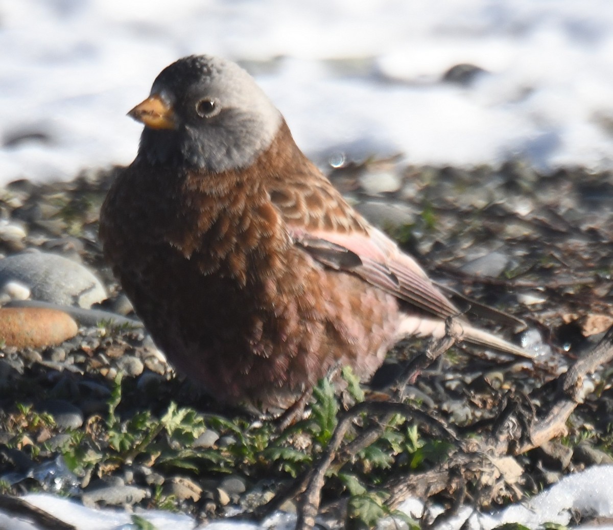 eBird Checklist - 12 Jan 2024 - 650 Ediz Hook Rd, Port Angeles US-WA ...