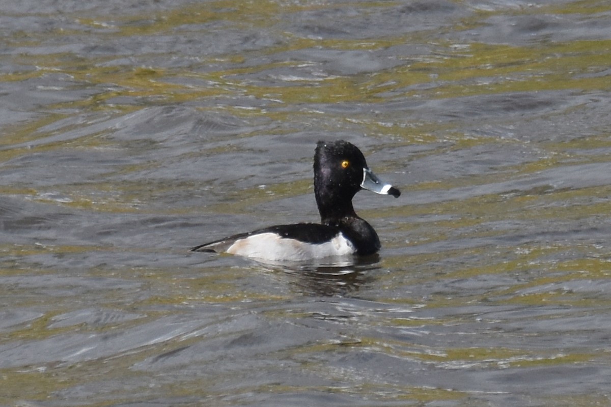 eBird Checklist - 11 Jan 2024 - Exploration Green--Phase 3 (N. of El ...